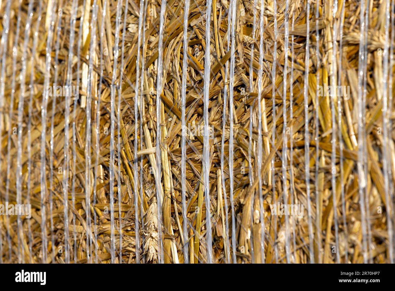 Straw stack after harvesting grain in the field, Cylindrical straw ...