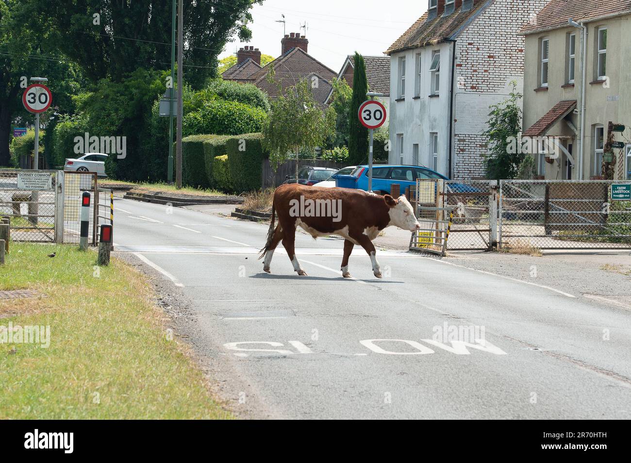 Dorney, Buckinghamshire, UK. 12th June, 2023. A cow crows the road on ...