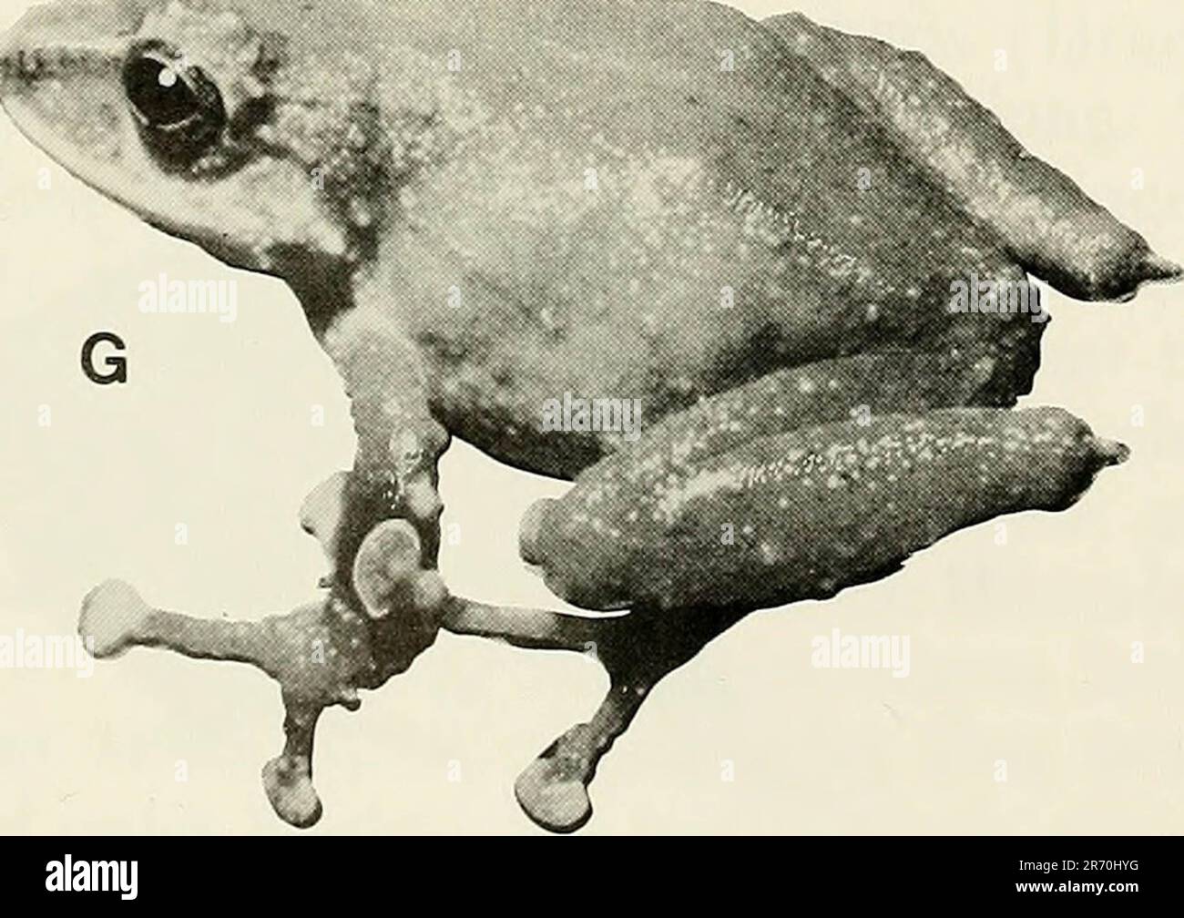 "The Eleutherodactylus of the Amazonian slopes of the Ecuadorian Andes ...