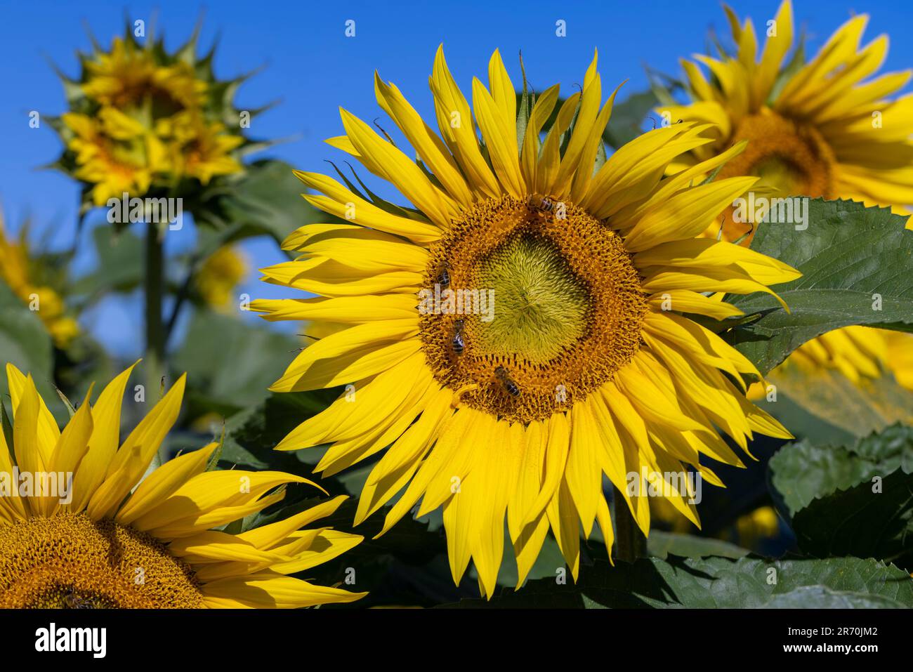 Beautiful blooming yellow sunflowers in the summer, sunflowers are ...