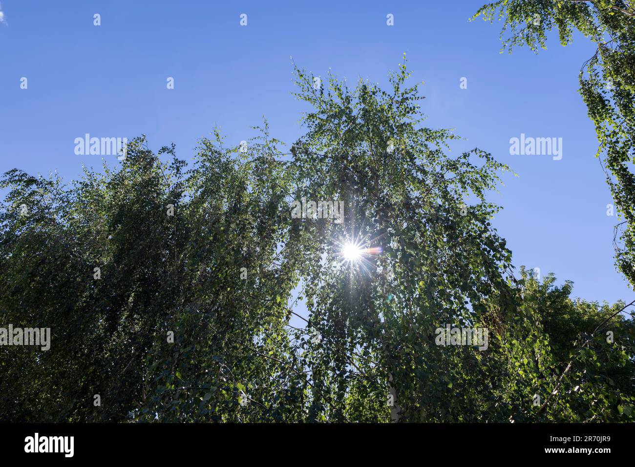 Trees in a mixed forest in summer, tall trees in sunny weather with ...