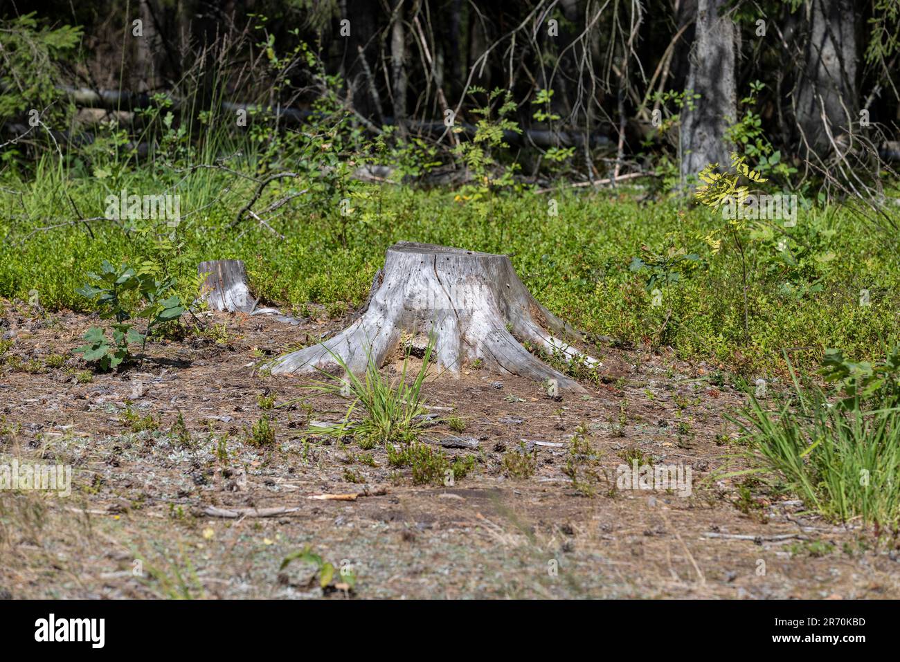 Old felled trees hi-res stock photography and images - Alamy