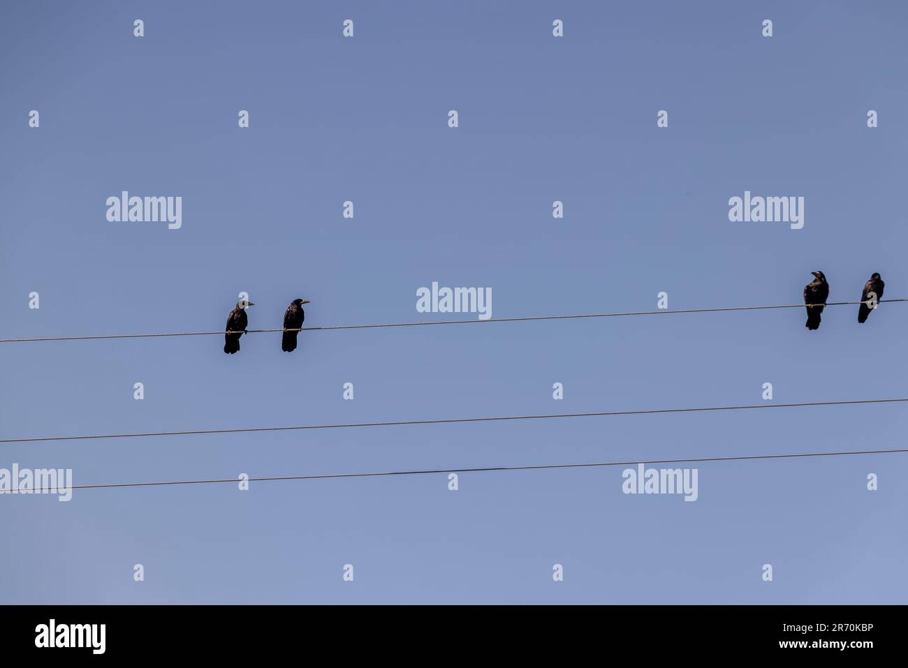 High voltage wires with birds, black crows sitting on electric wires ...
