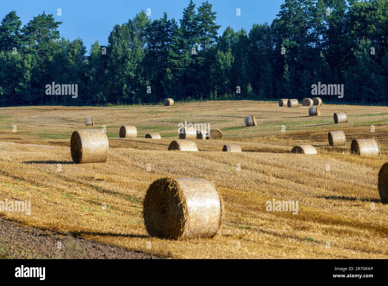 Straw stack after harvesting grain in the field, Cylindrical straw ...