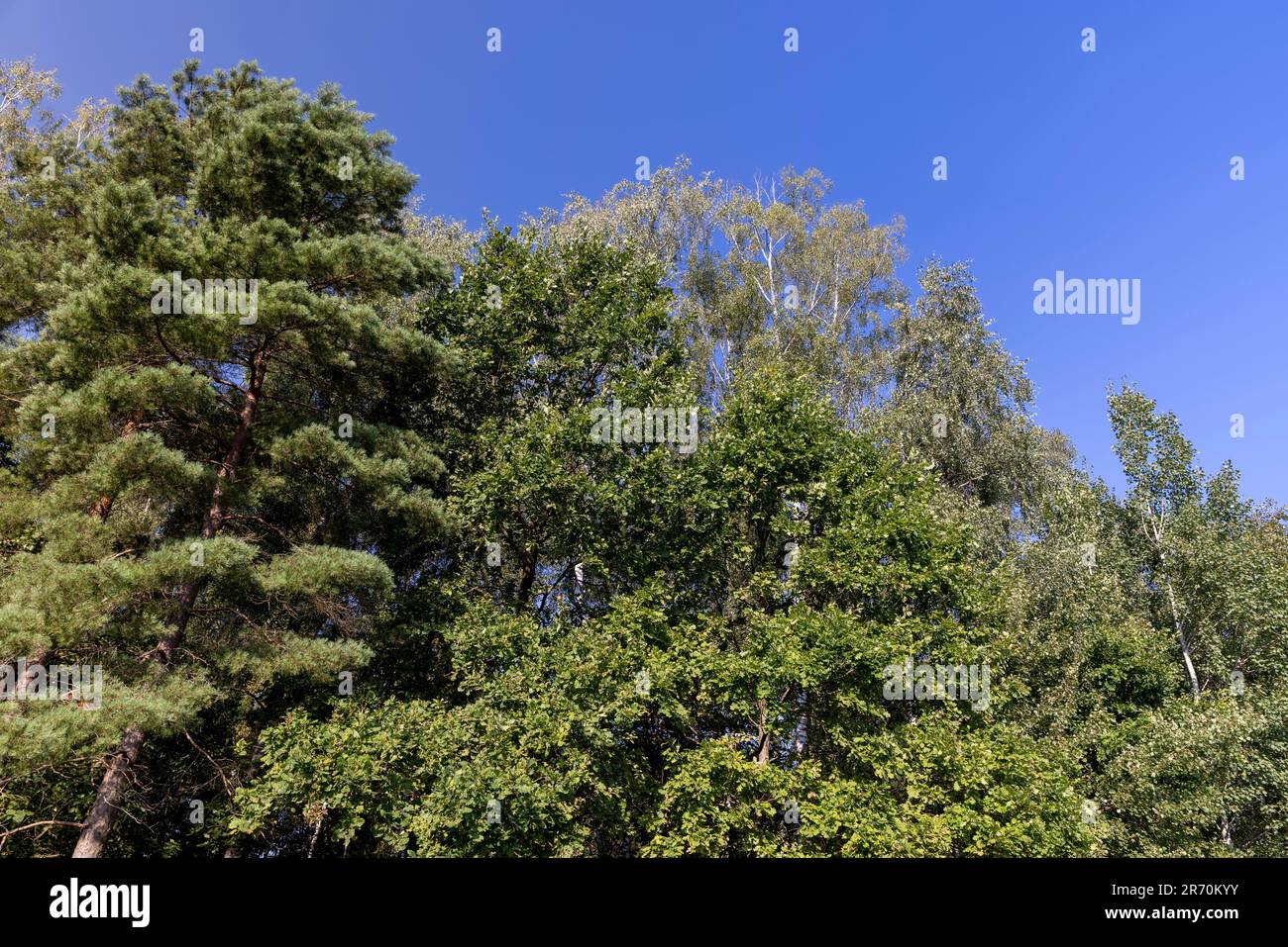 mixed forest with trees of different species in the summer season ...
