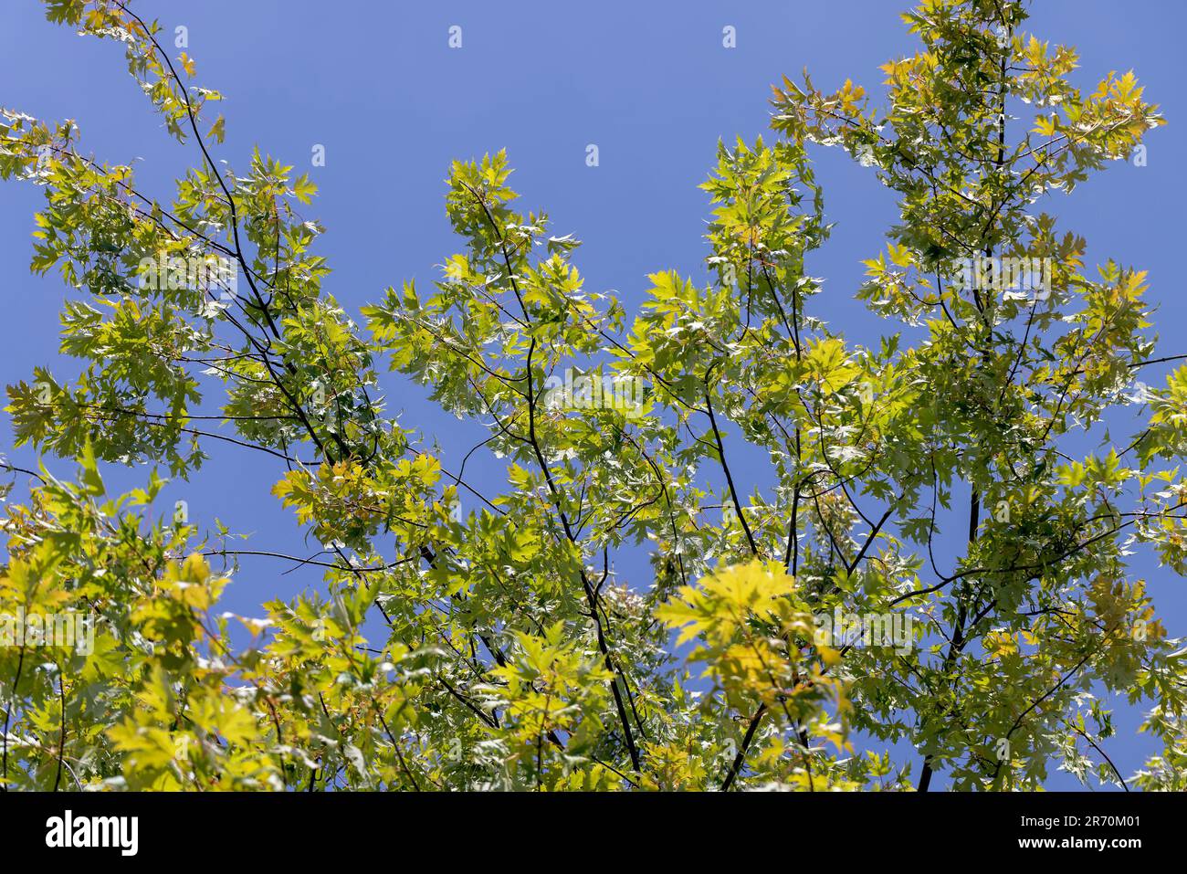 Tall maple tree in summer, green foliage on maple in summer and sunny ...