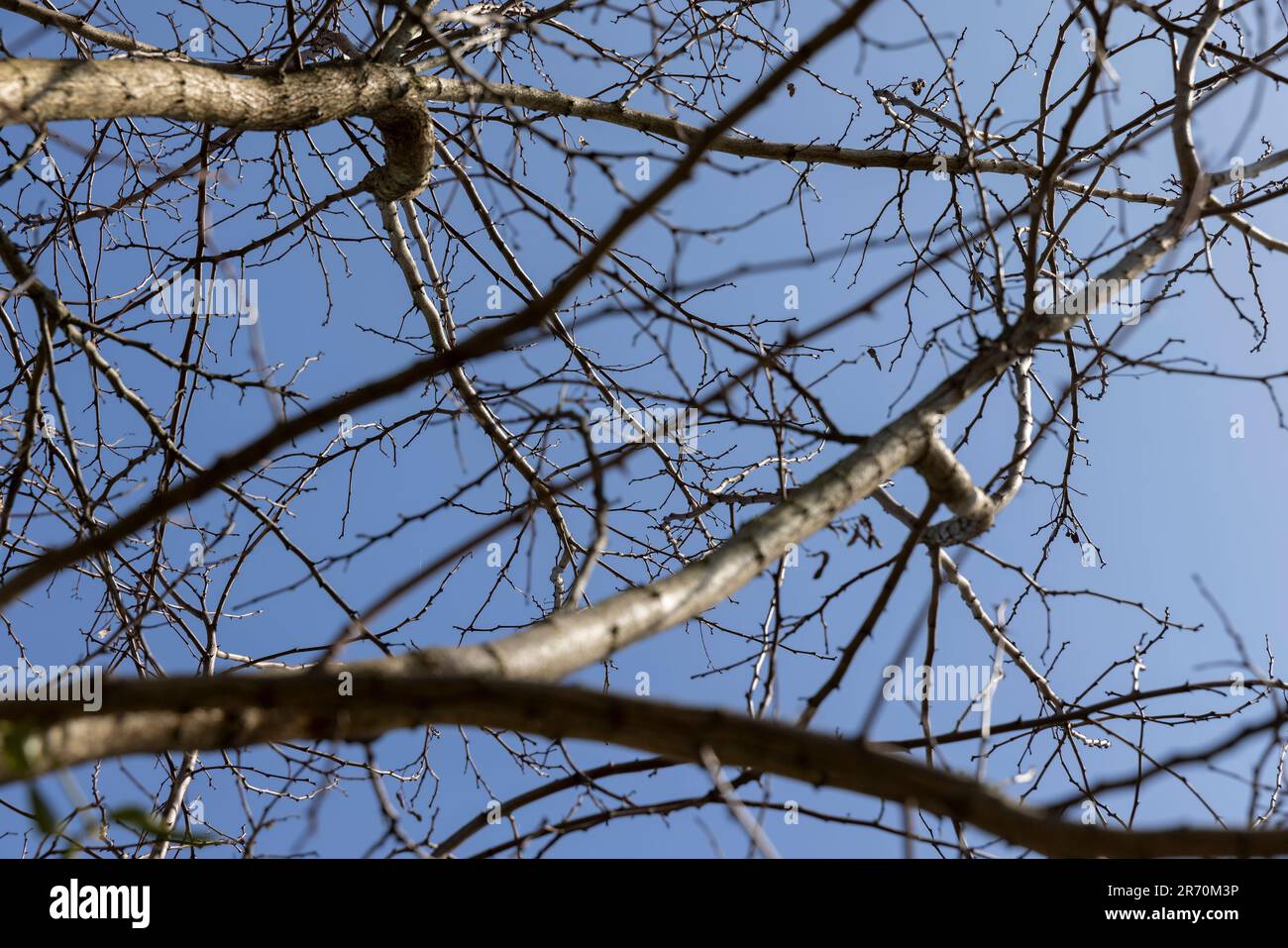 deciduous trees in sunny weather in early spring, different types of ...