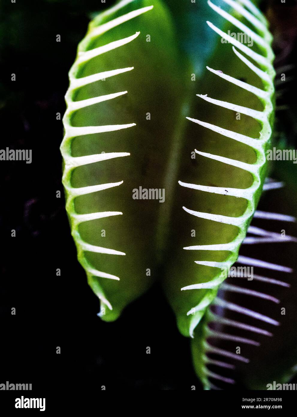 Macro image of the jaws of an insect eating carnivorous Venus fly trap ...