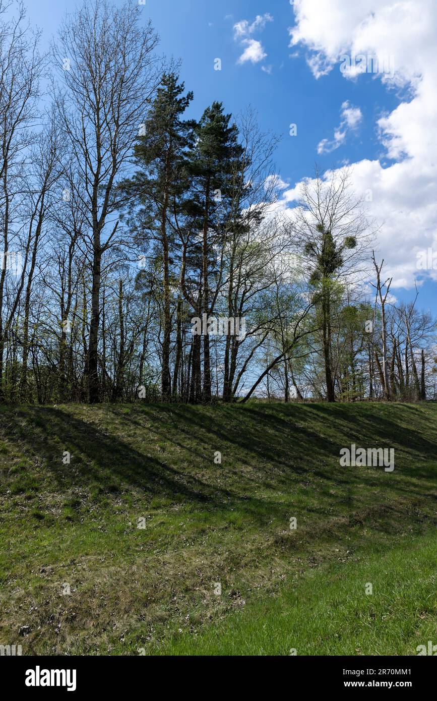 trees and shrubs in a mixed forest, plants in the forest in the spring ...