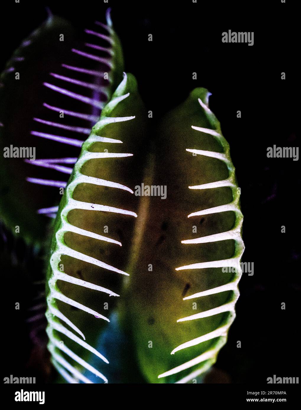 Macro image of the jaws of an insect eating carnivorous Venus fly trap ...