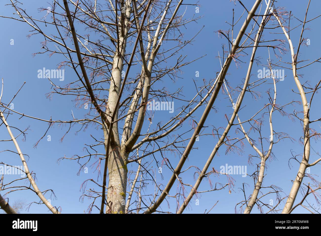 maple tree in sunny weather in early spring, maple tree without foliage ...