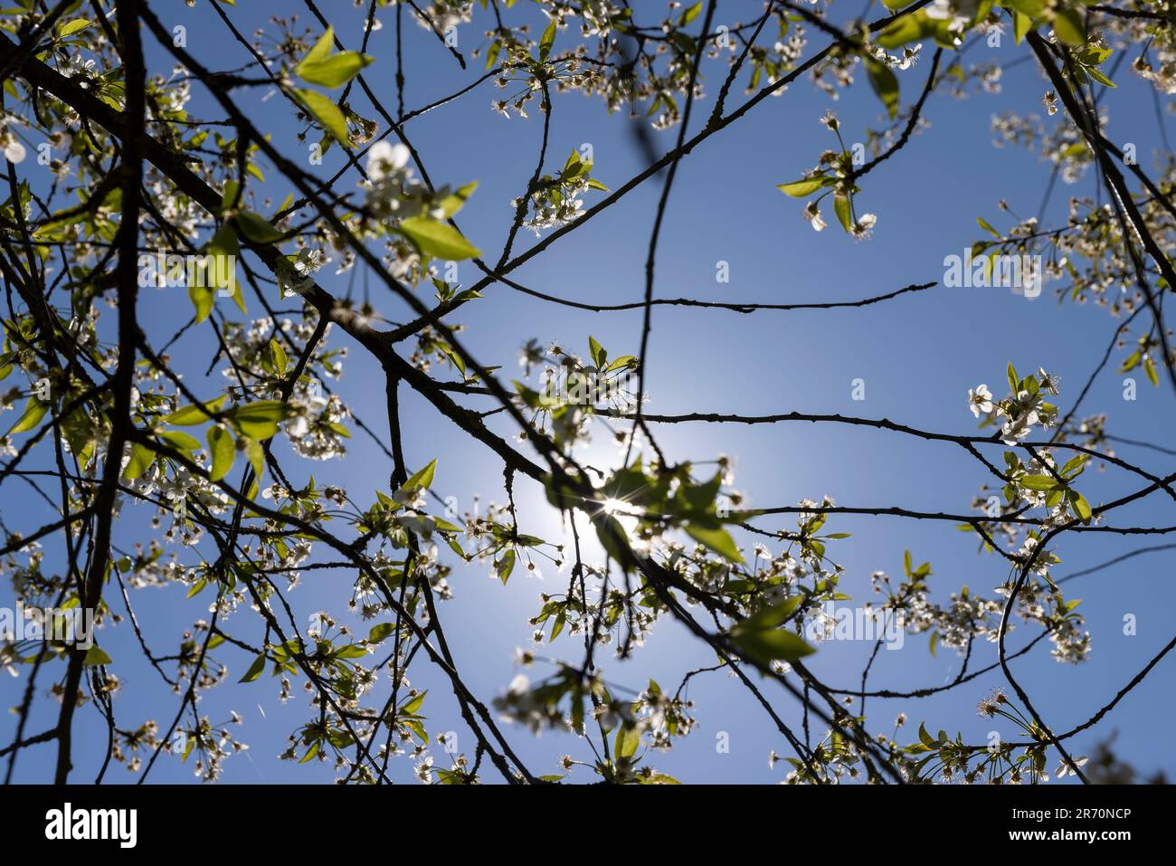 the first foliage on a cherry blossoming with white flowers in spring ...