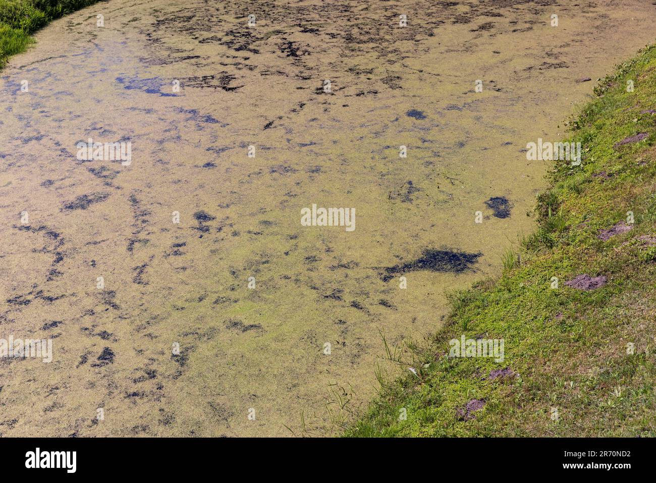 Swampy terrain with plants in summer, features of swamps with different ...