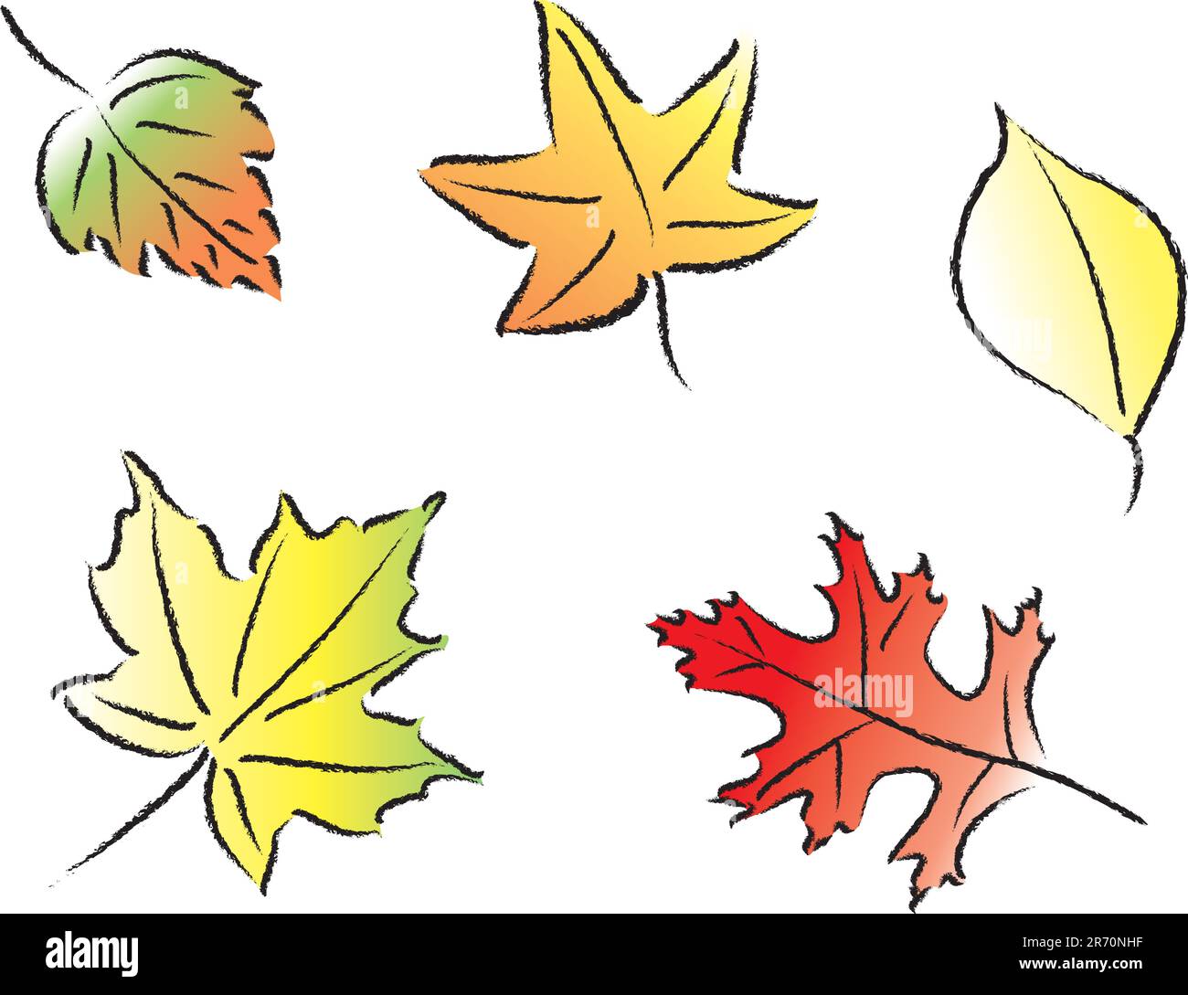 Various common fall leaves in fall colors Stock Vector Image & Art - Alamy
