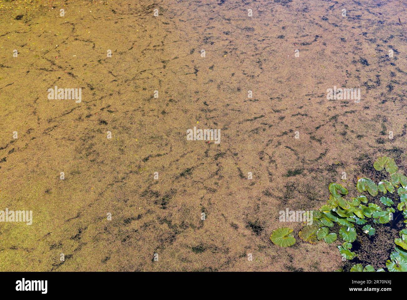 Swampy terrain with plants in summer, features of swamps with different ...
