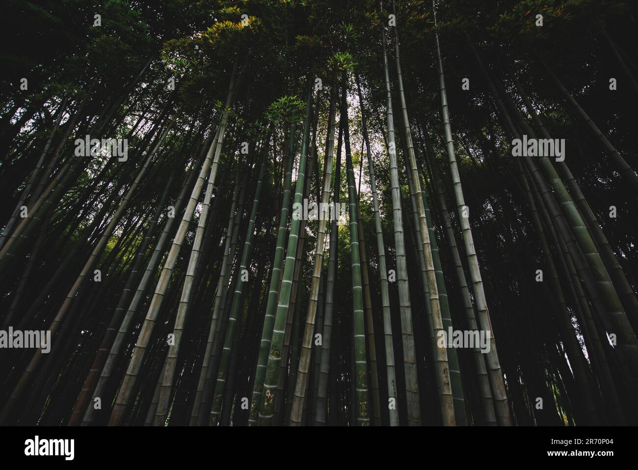 Trees in the bamboo forest Stock Photo - Alamy