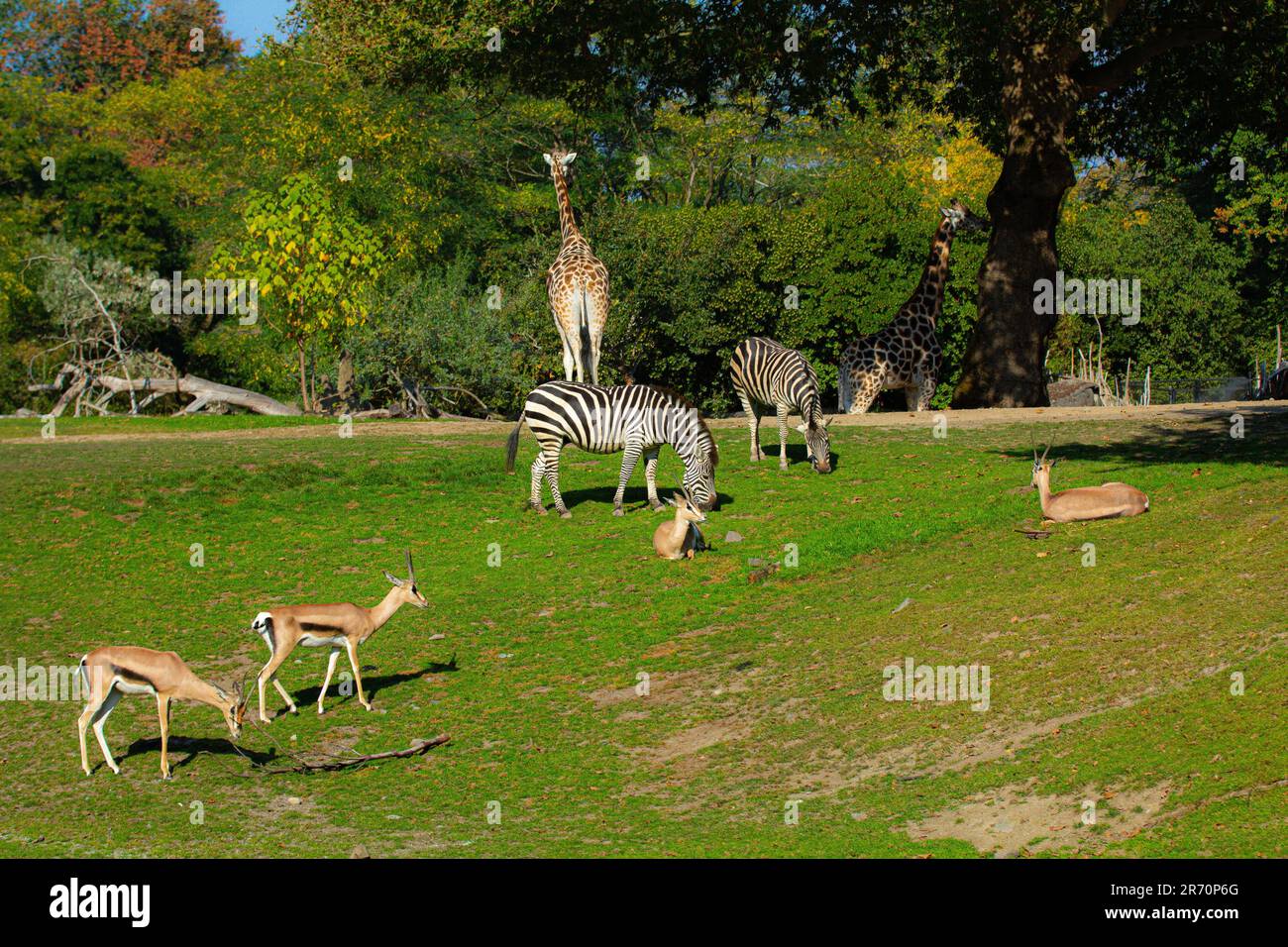 Vast open field dotted hi-res stock photography and images - Alamy