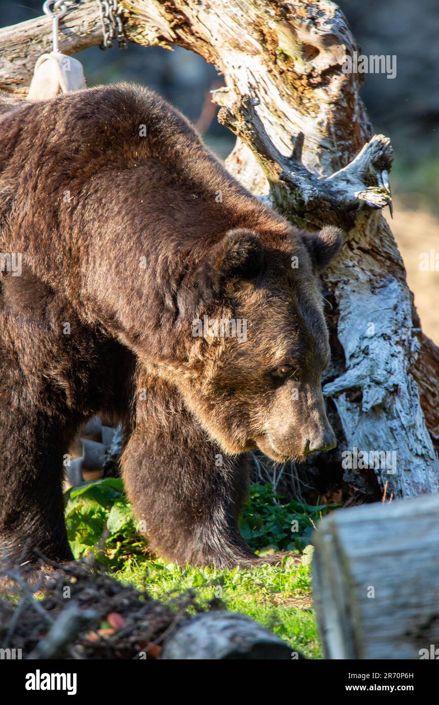 A brown bear strides forward in a grassy, dirt terrain, making its way ...
