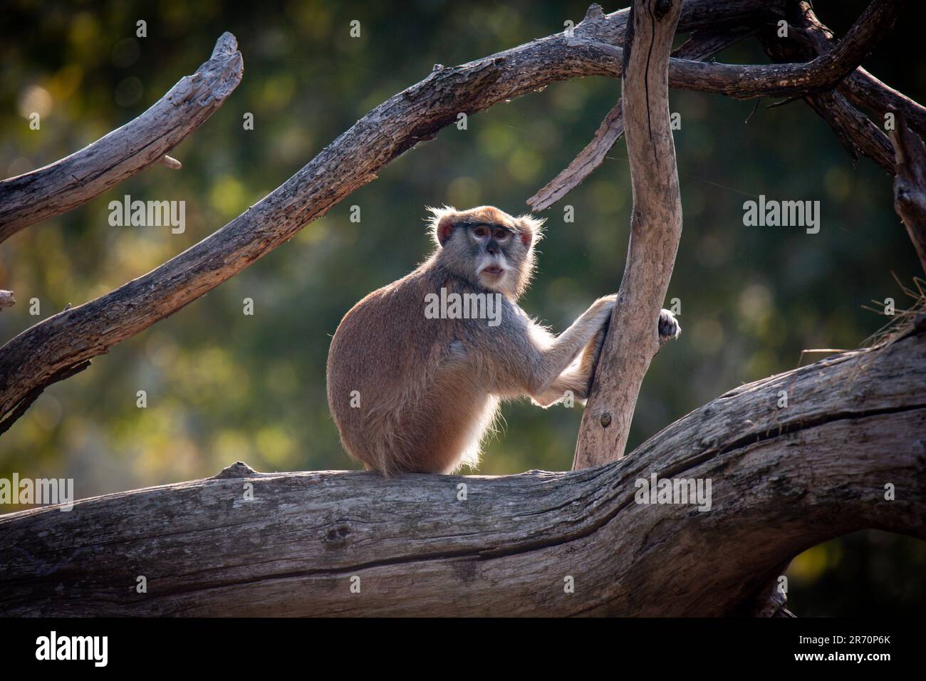 A macaque monkey perched atop a gnarled tree branch, surveying its ...