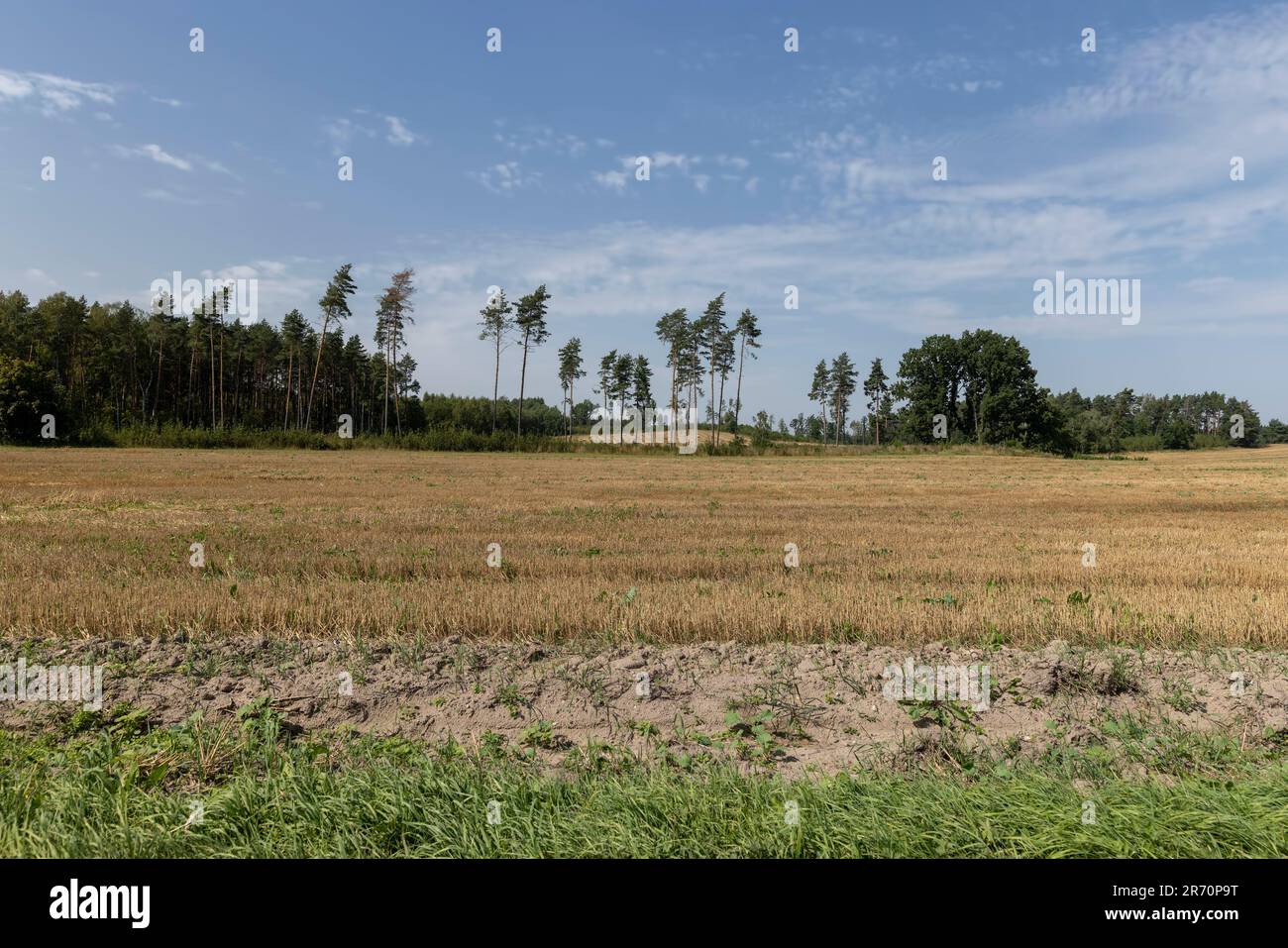 Deforestation for timber harvesting, timber harvesting in the forest ...