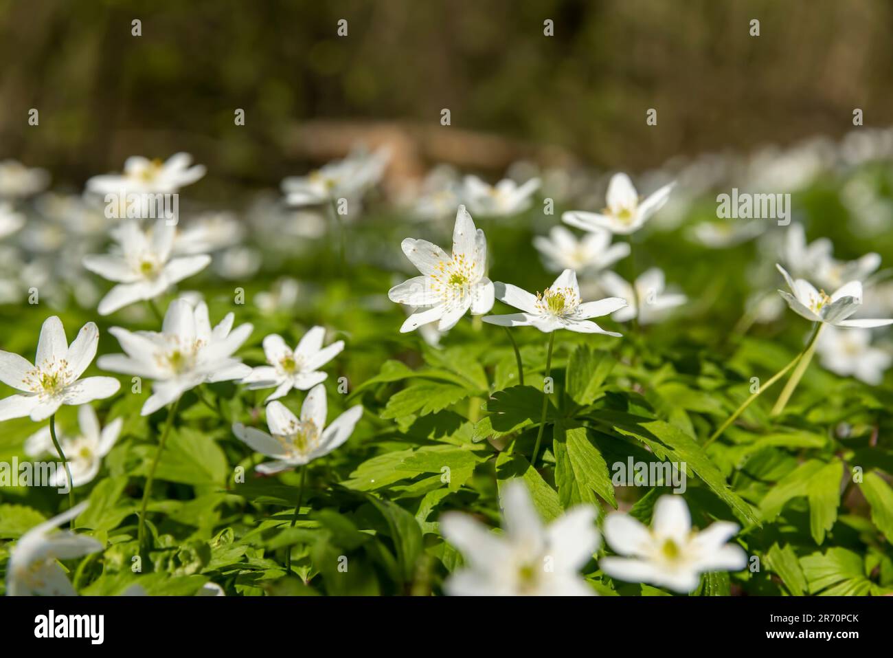 fading white small flowers anemone in the forest, anemones are one of ...