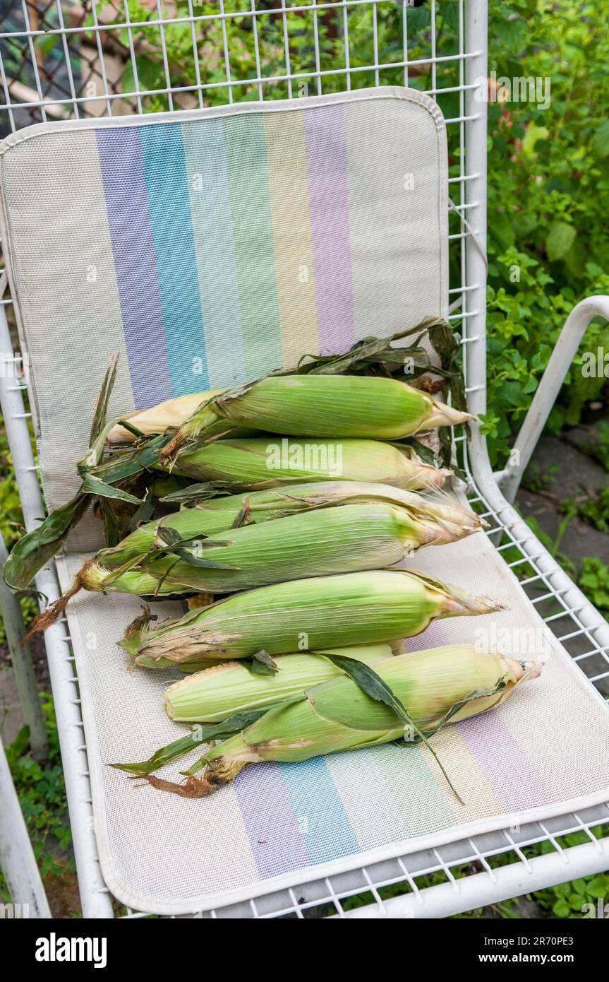 fresh cobs of corn in chair waiting to be shuck Stock Photo - Alamy