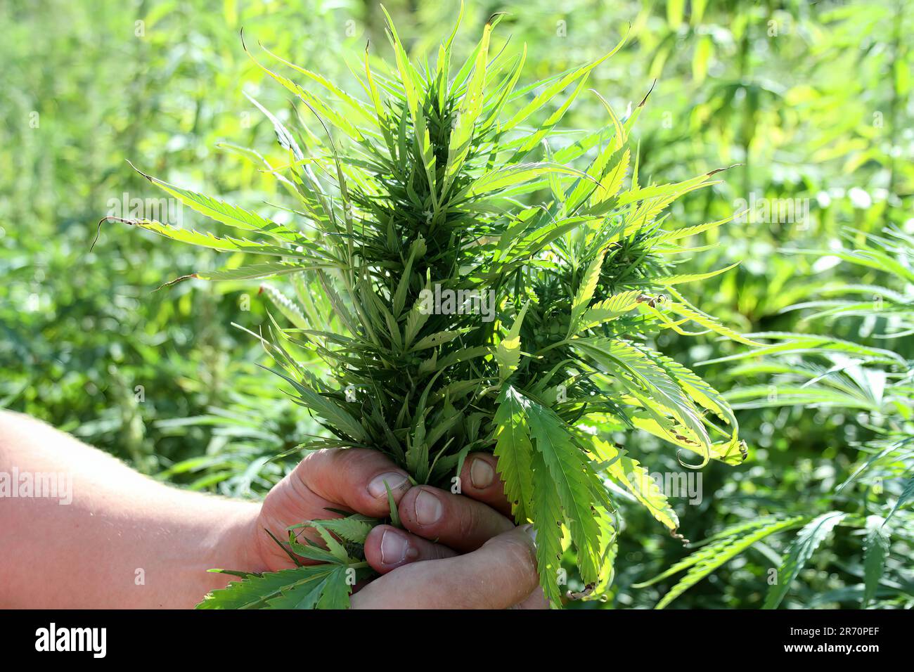 Lush green cannabis plants hi-res stock photography and images - Alamy