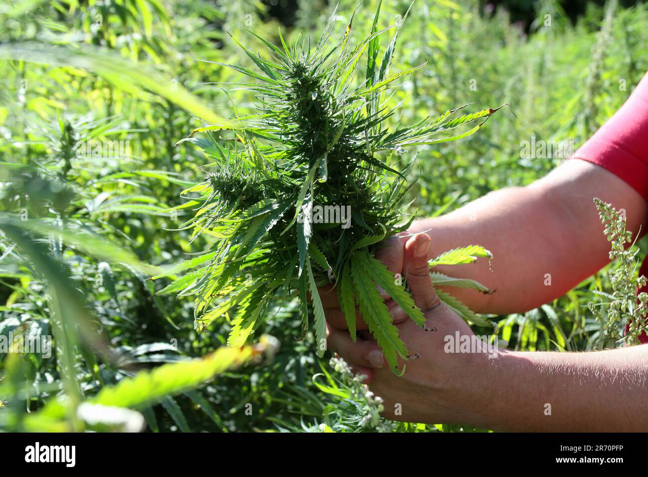 Lush green cannabis plants hi-res stock photography and images - Alamy