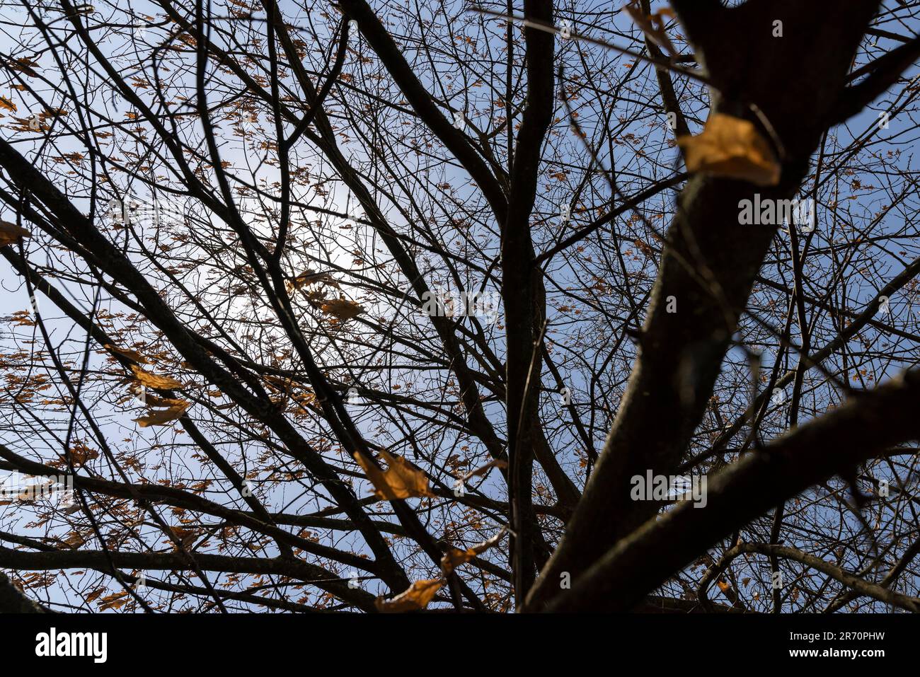 Sagging tree hi-res stock photography and images - Alamy