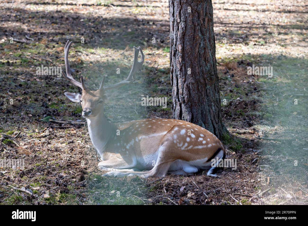 Deer resting in hot weather, deer during rest in summer heat Stock Photo - Alamy