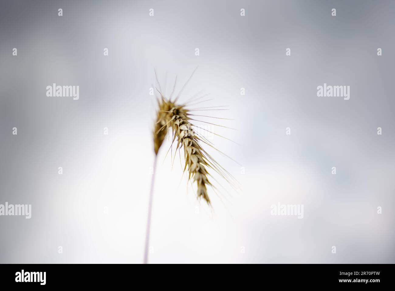 Single stalk of wheat hi-res stock photography and images - Alamy
