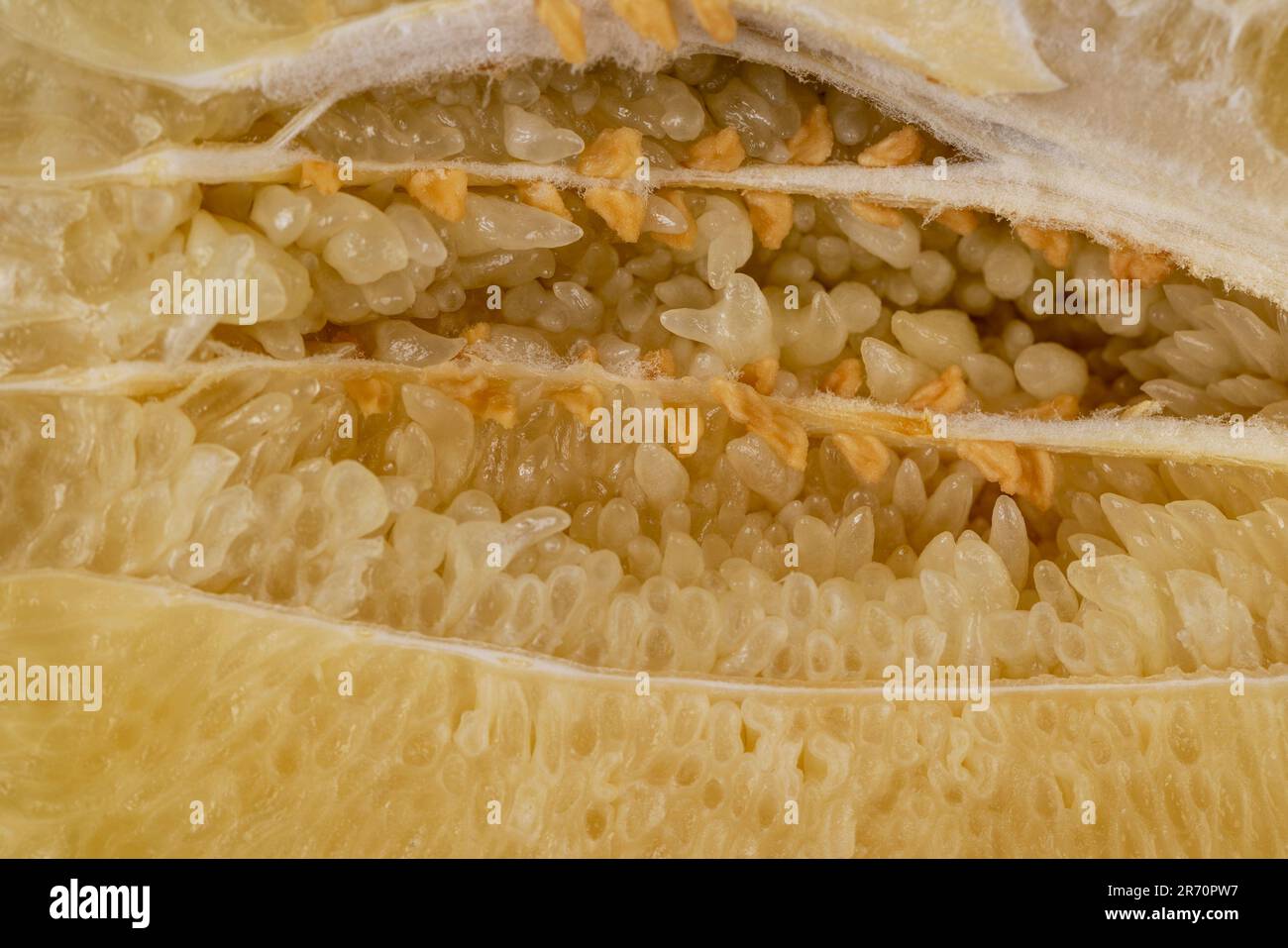 Large round green pomelo fruit hi-res stock photography and images - Alamy