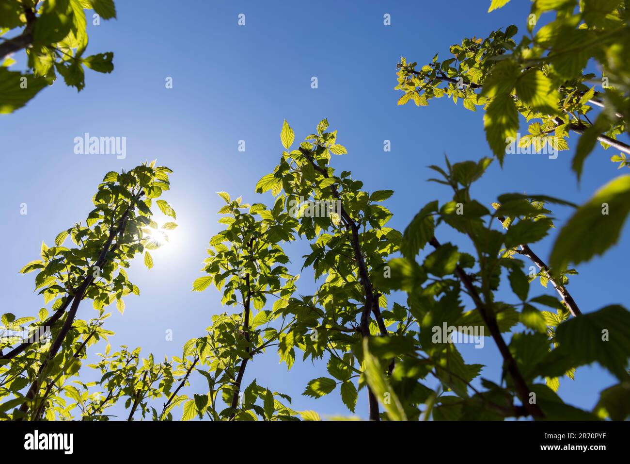 young raspberry shrub with green foliage and flowers, blooming ...