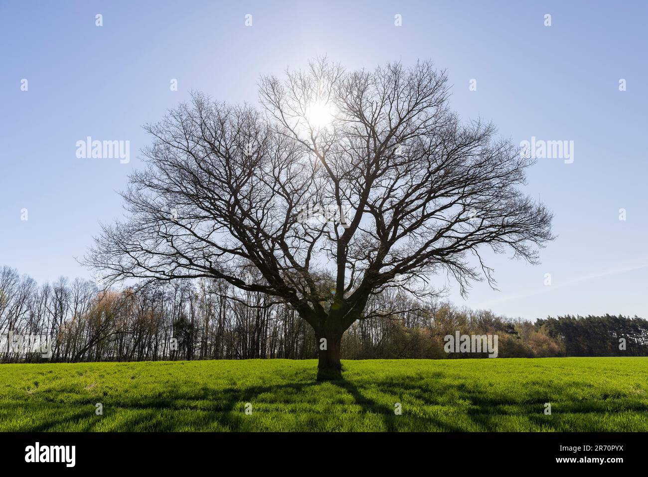 Old oak tree without leaves hi-res stock photography and images - Alamy