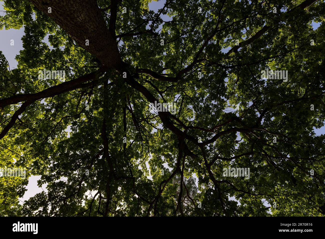 Forest with different trees in summer, beautiful trees illuminated by ...