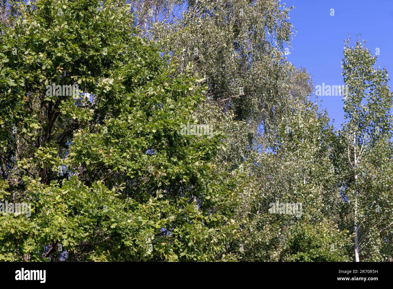 Deciduous trees with green foliage in summer, old trees with foliage in ...