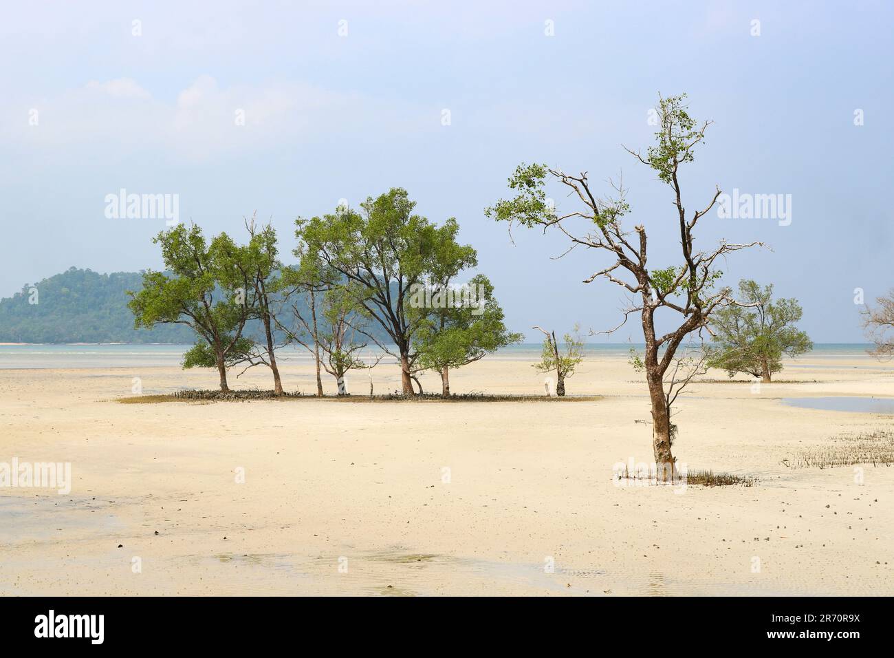 Mangrove trees in shallow water hi-res stock photography and images - Alamy