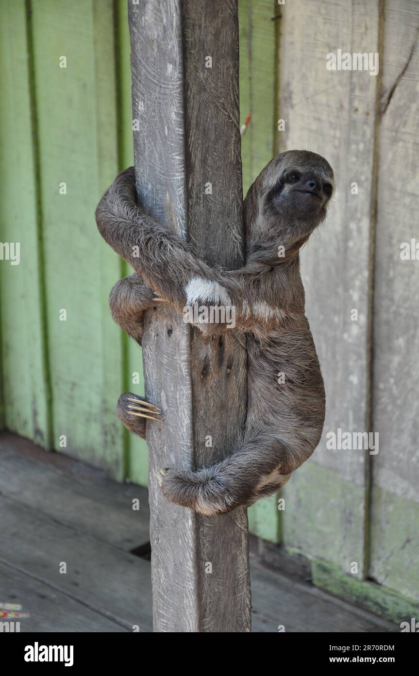 Naturalistic enclosure hi-res stock photography and images - Alamy