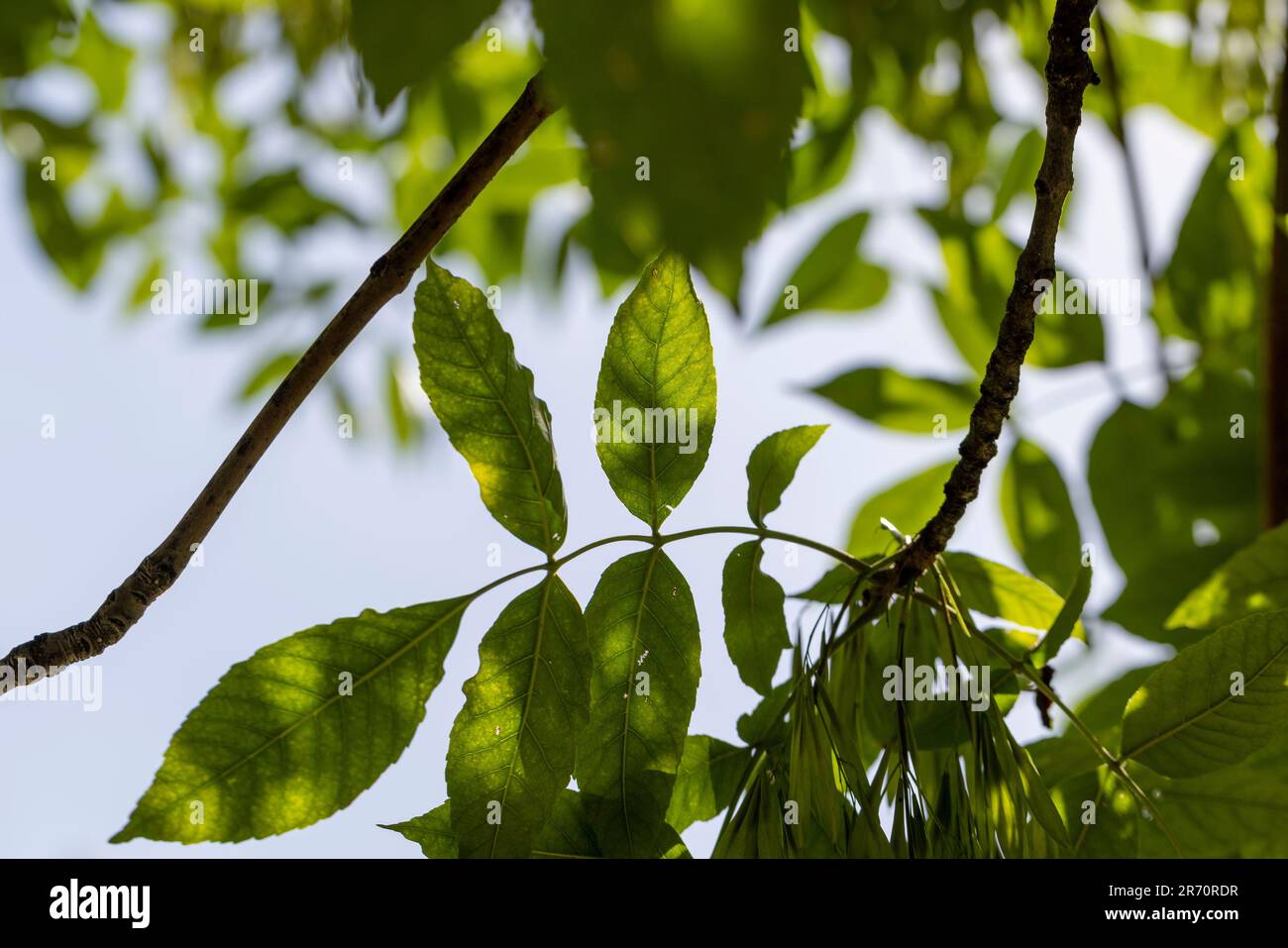 Tall ash tree in summer, green foliage on ash tree in summer and sunny ...