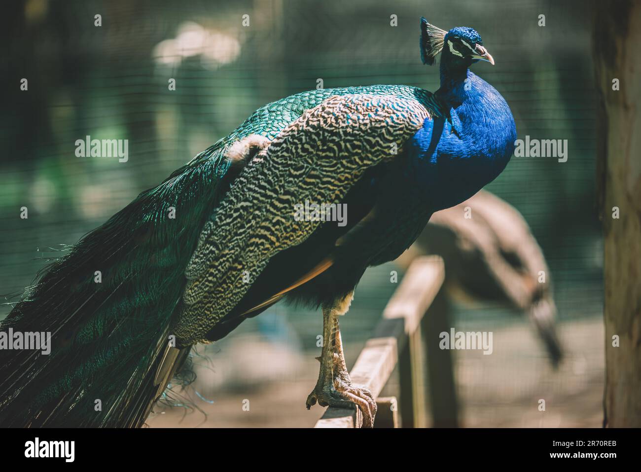 A peacock in a zoo Stock Photo - Alamy