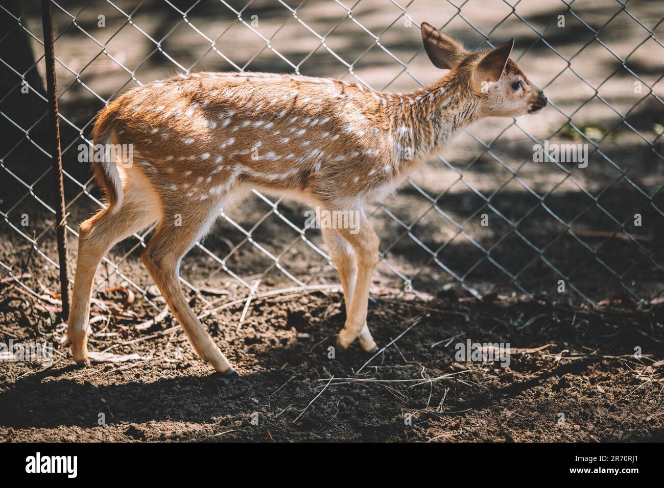 A deer in a cage Stock Photo - Alamy