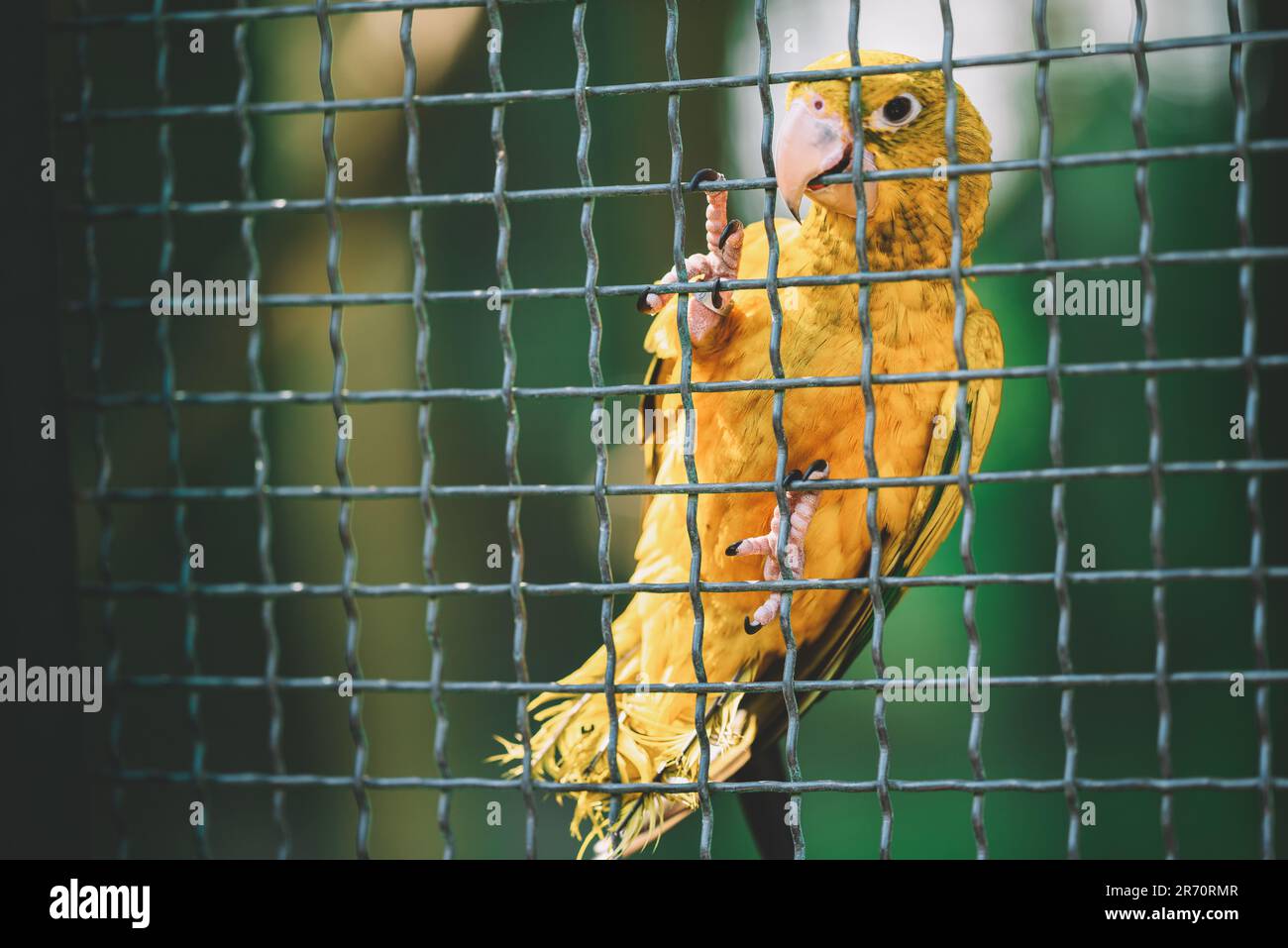 Parrots in the zoo Stock Photo - Alamy