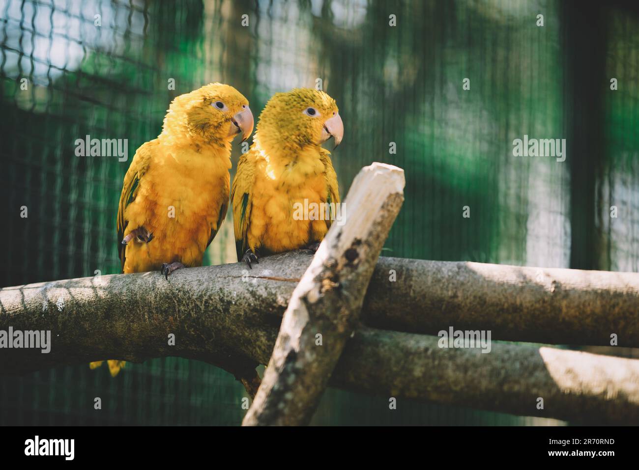 Parrots in the zoo Stock Photo - Alamy