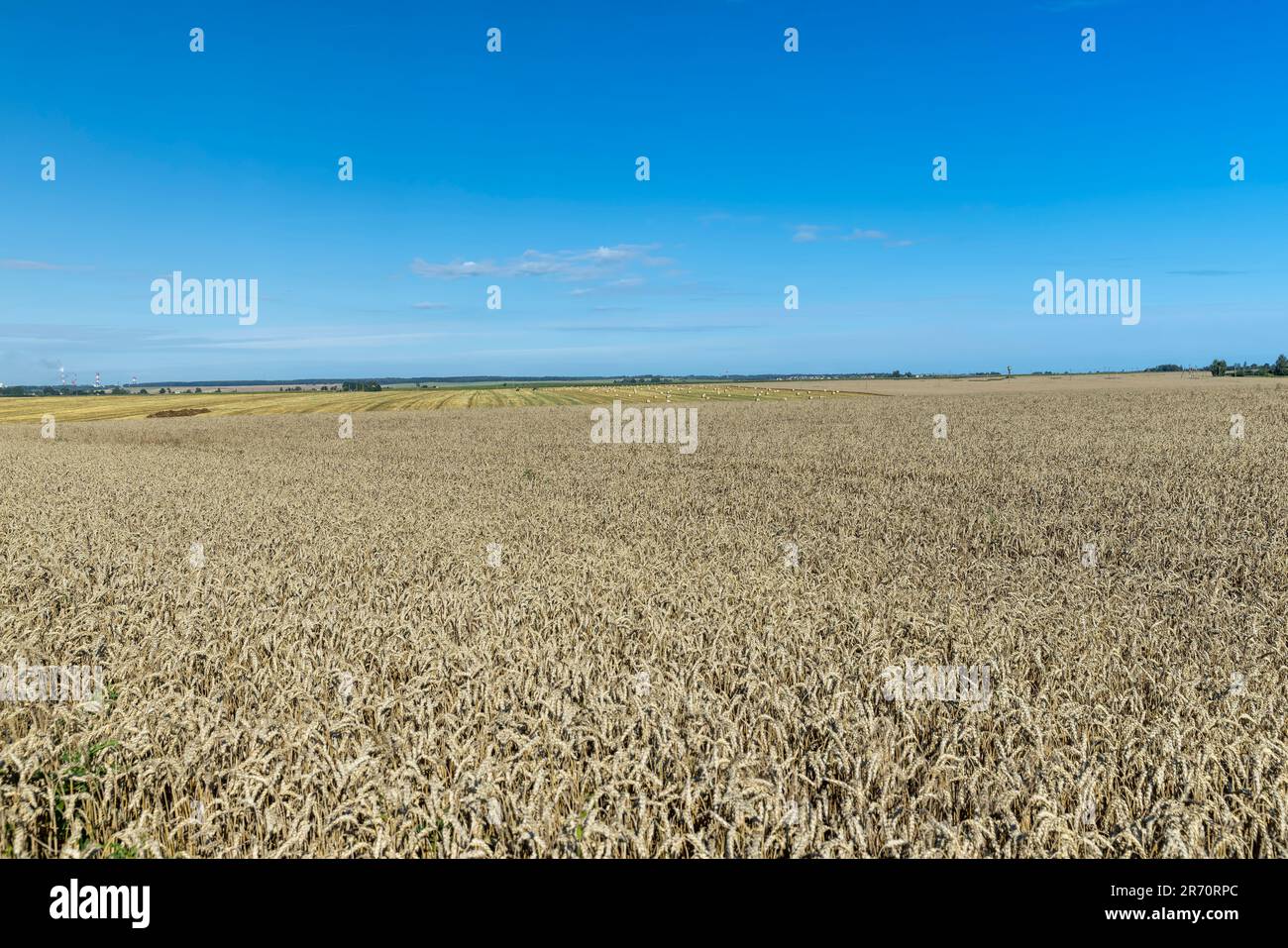 An agricultural field on which wheat straw remains after the grain ...