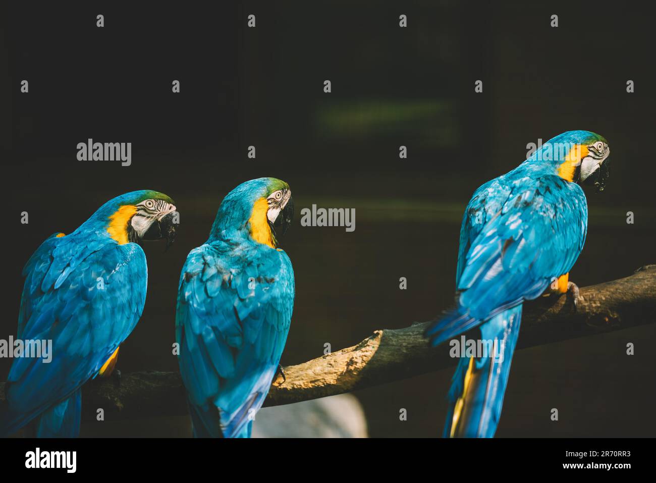 Parrots icon hi-res stock photography and images - Alamy