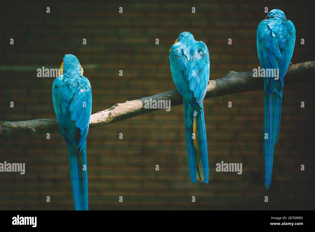 Parrots in the zoo Stock Photo - Alamy