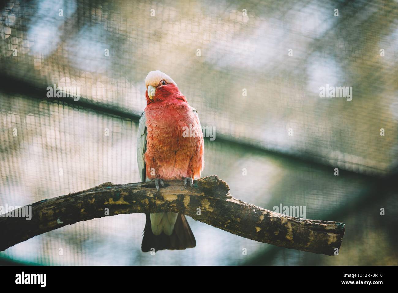 Parrots in the zoo Stock Photo - Alamy