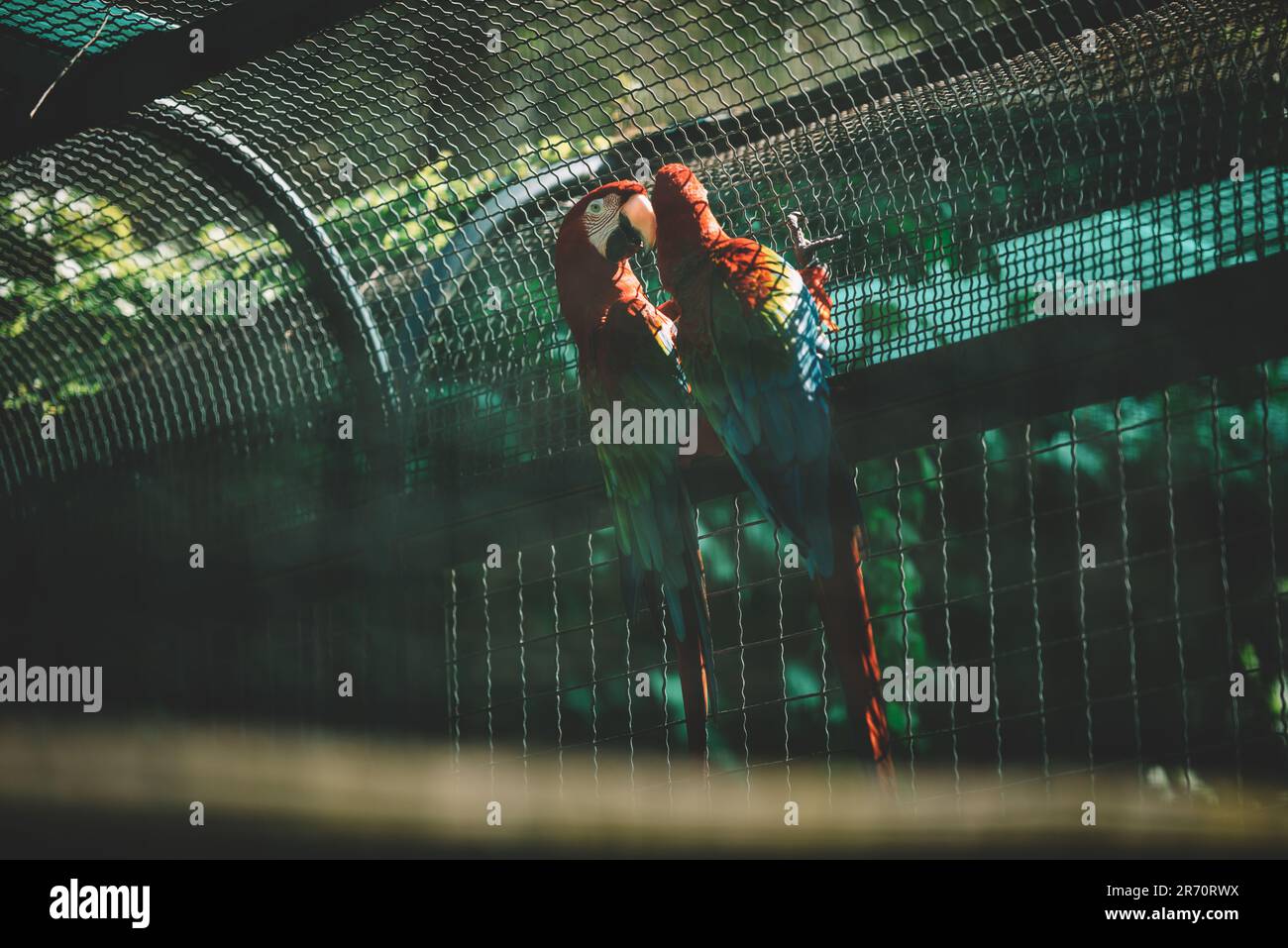Parrots in the zoo Stock Photo - Alamy