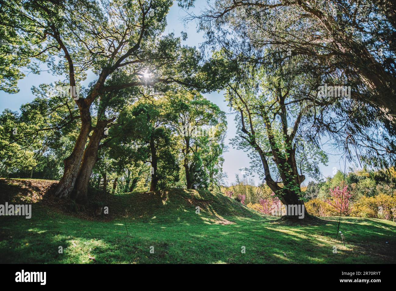 Giant redwood tree root hi-res stock photography and images - Alamy