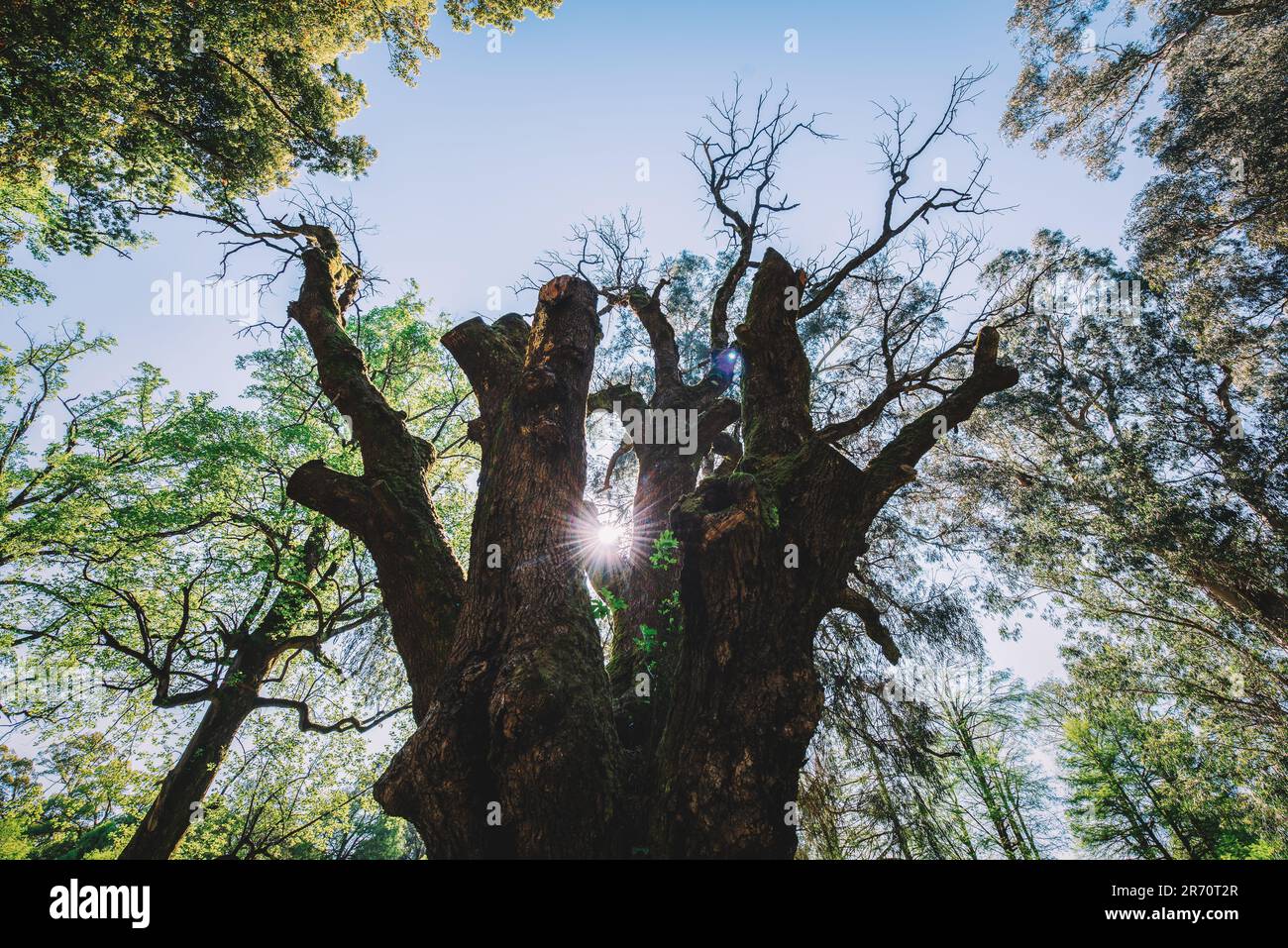 Redwood forest ground growth hi-res stock photography and images - Alamy